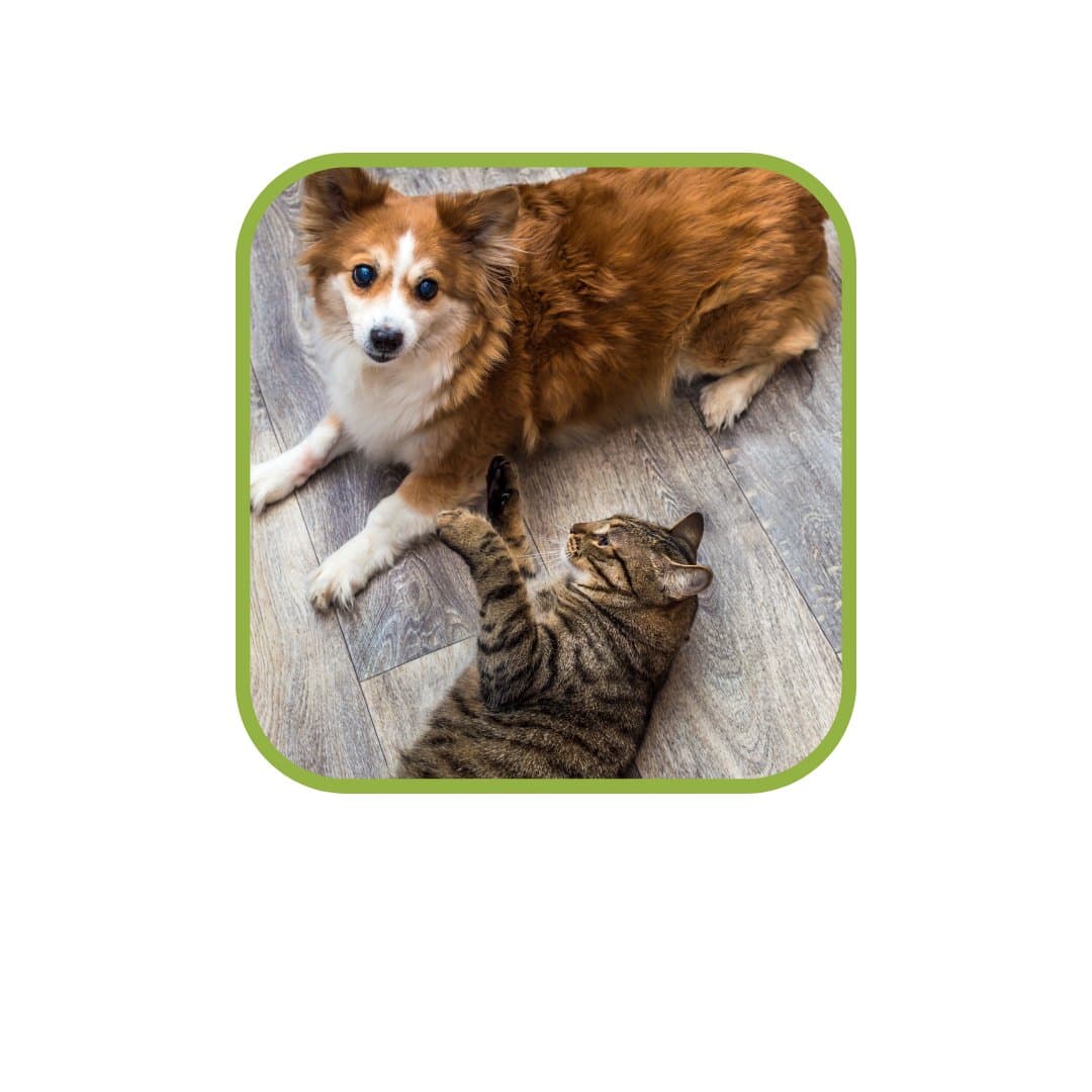 TraumaPet | Vacht- en Huidverzorging